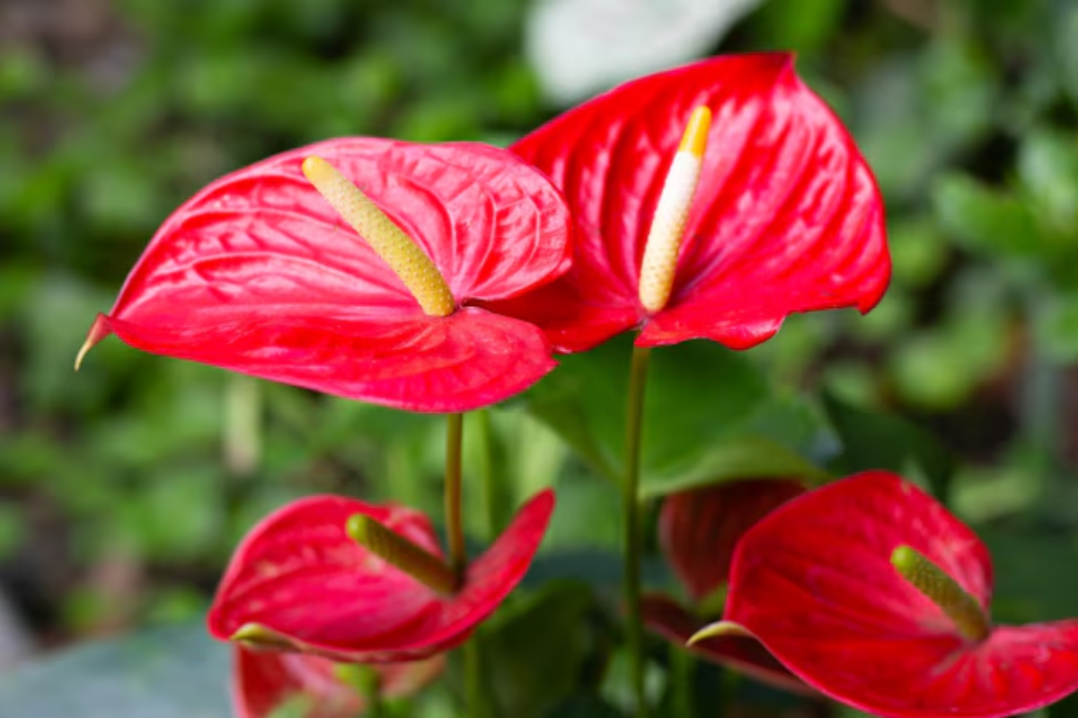 Flor antúrio: Guia de plantio, cuidados e significado
