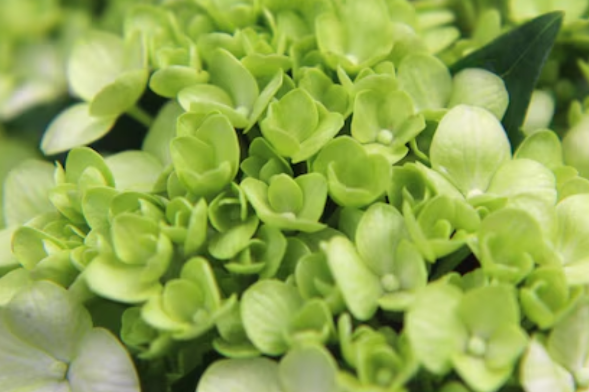 9 flores verdes: Fotos, nomes e cuidados
