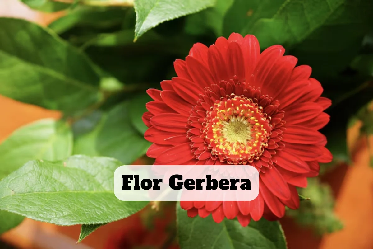 Flor gerbera: Como plantar, cuidados e significado