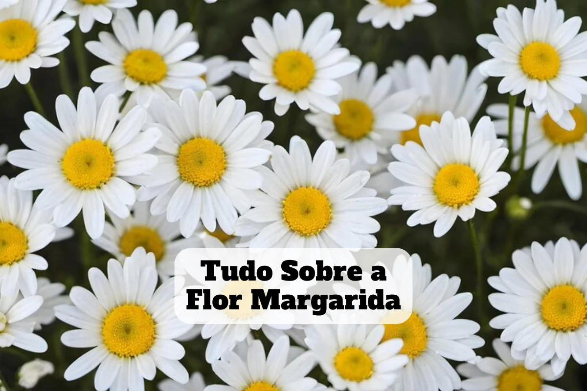 Flor margarida: Como cultivar, cuidar e significados